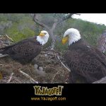 post_eagles - Ya Jagoff!!!