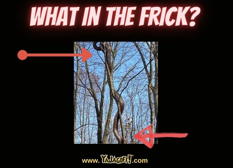 What in the Frick? Oh It’s a Snake | Ya Jagoff!!!